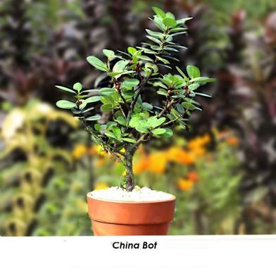 Brikkho Hat Bot Bonsai Meidum - 638 : Brikkho Haat | Rokomari.com