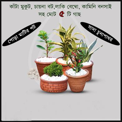 Brikkho Hat Semi Indoor combo-9 (Kamini Bonsai, China bot bonsai, Lucky ...