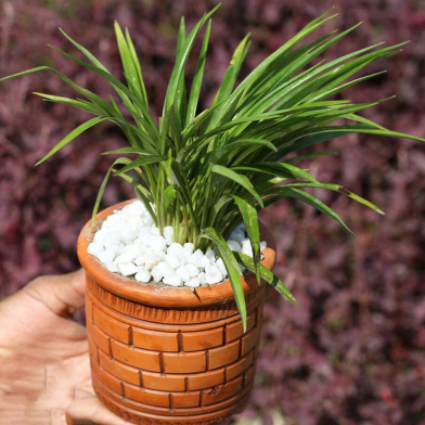 Spider Green With Regular 5 Inch Clay Pot - 458 : Brikkho Haat ...
