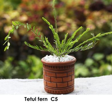 Tetul Fern With 10 Inch Plastic Pot - 119 : Brikkho Haat | Rokomari.com