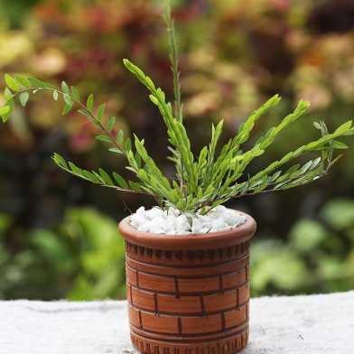 Tetul Fern With 5 Inch Clay Pot - 119 : Brikkho Haat | Rokomari.com
