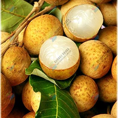 Thai Longan fruit Seeds 5pcs Price in Bangladesh